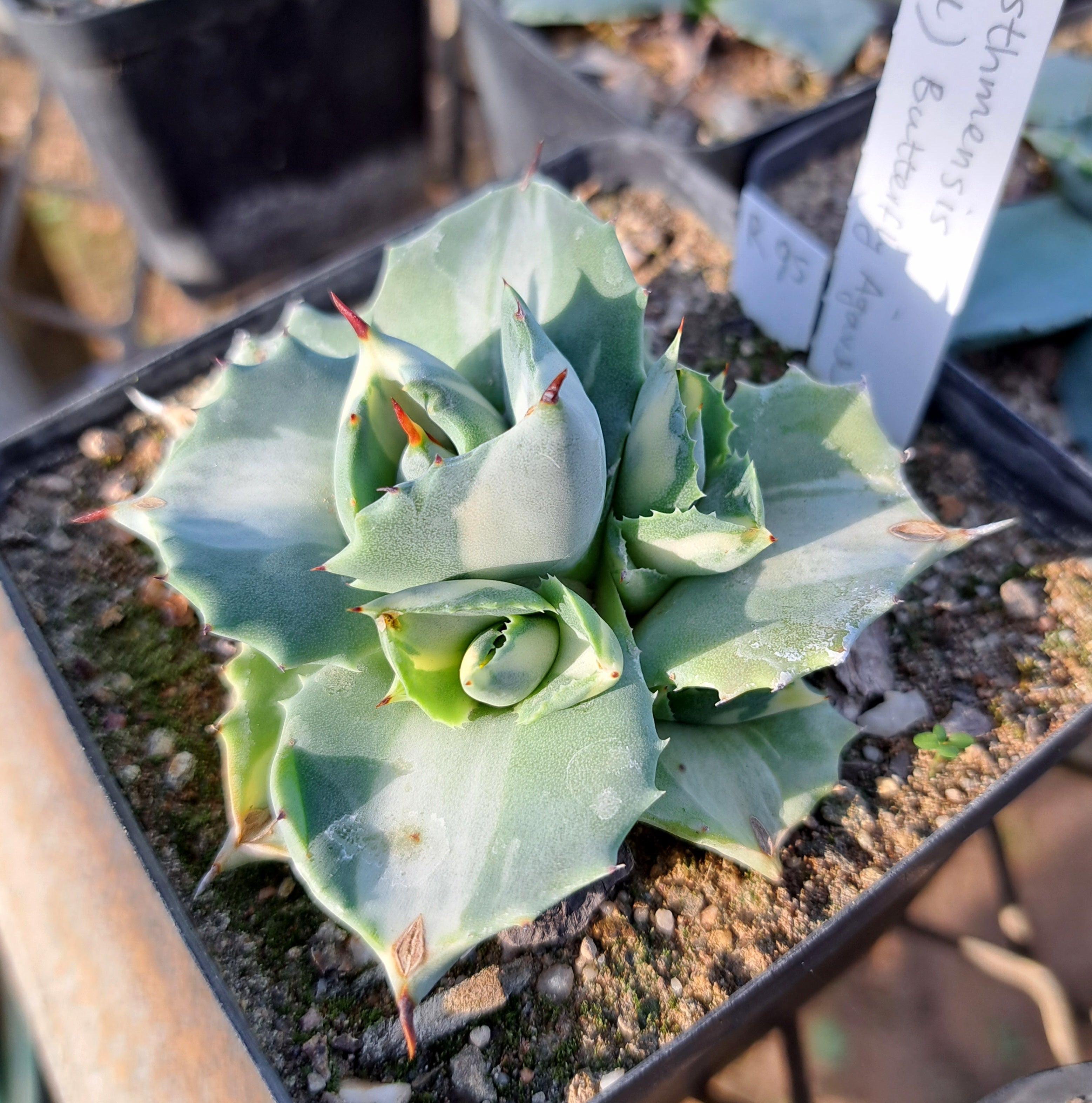 Butterfly Agave (variegated) – Aslander's Succulent Shop