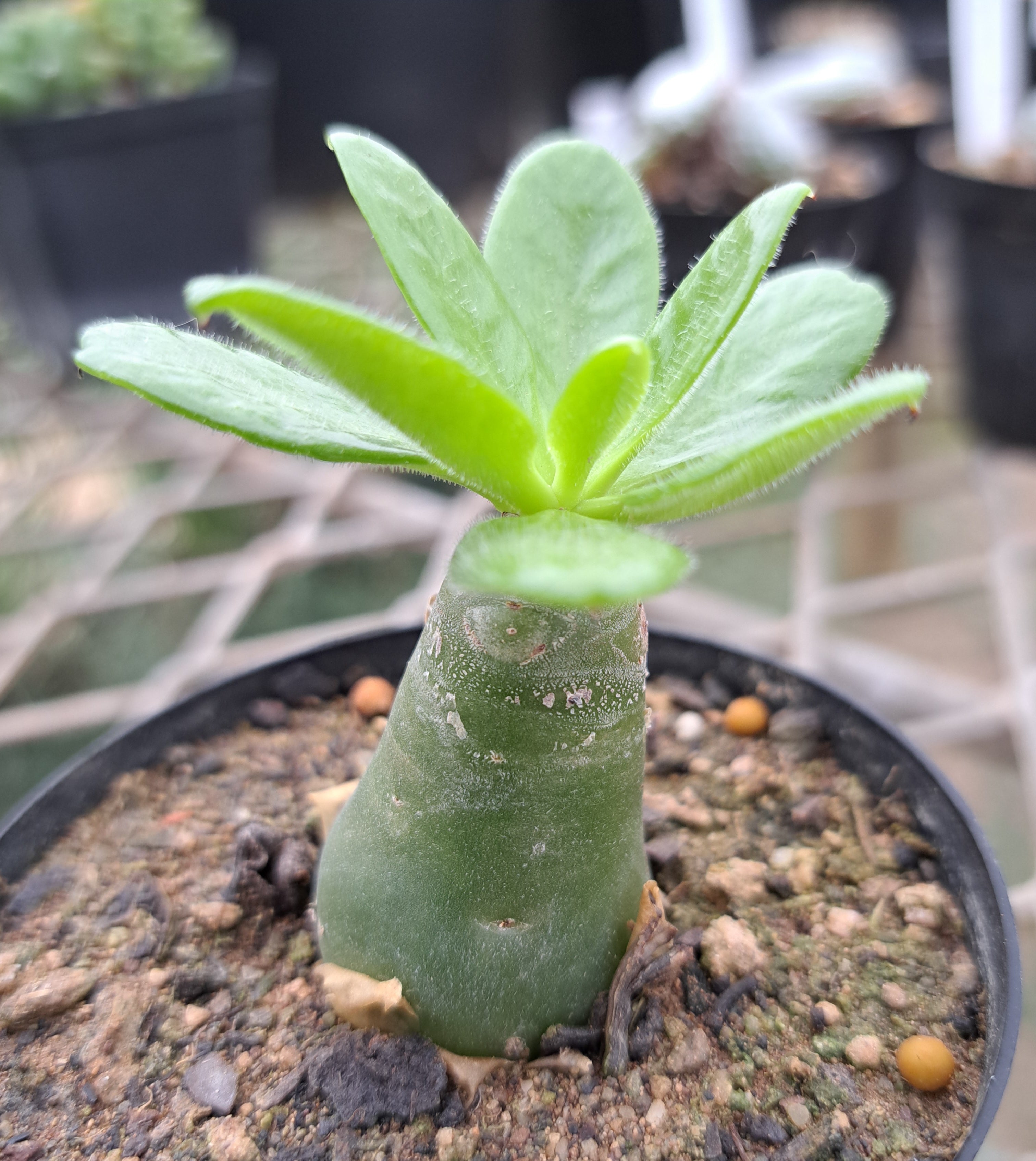 Botterboom - Tylecodon paniculatus – Aslander's Succulent Shop