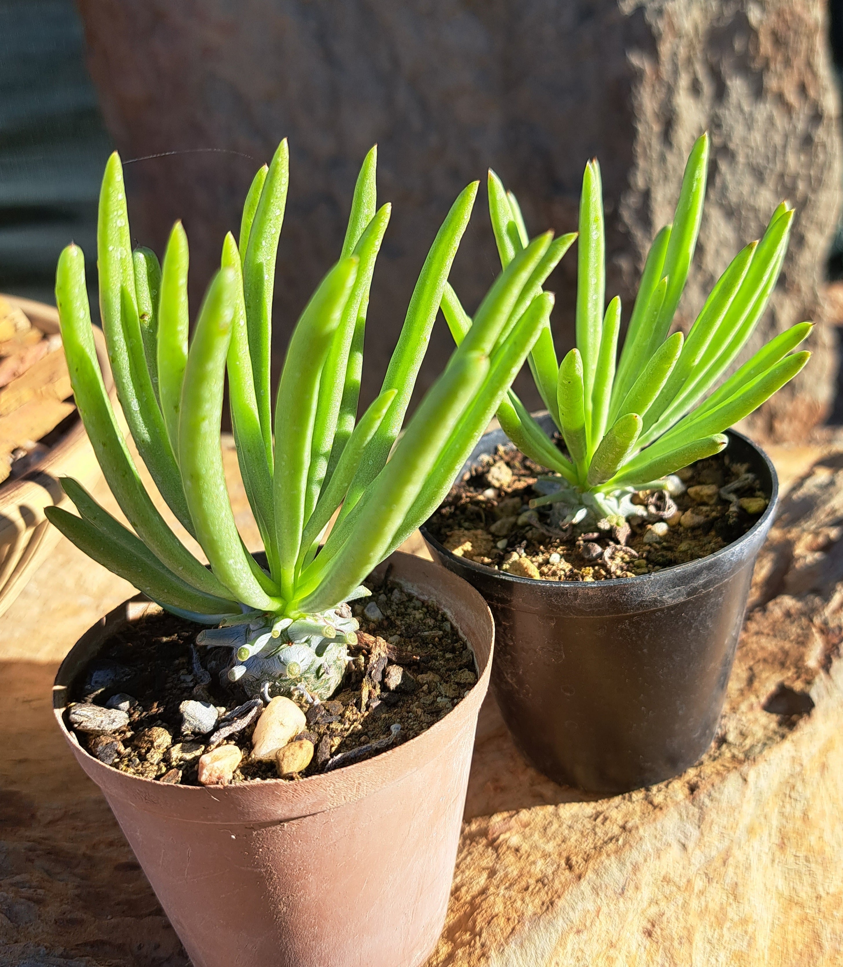 Tylecodon walichii – Aslander's Succulent Shop