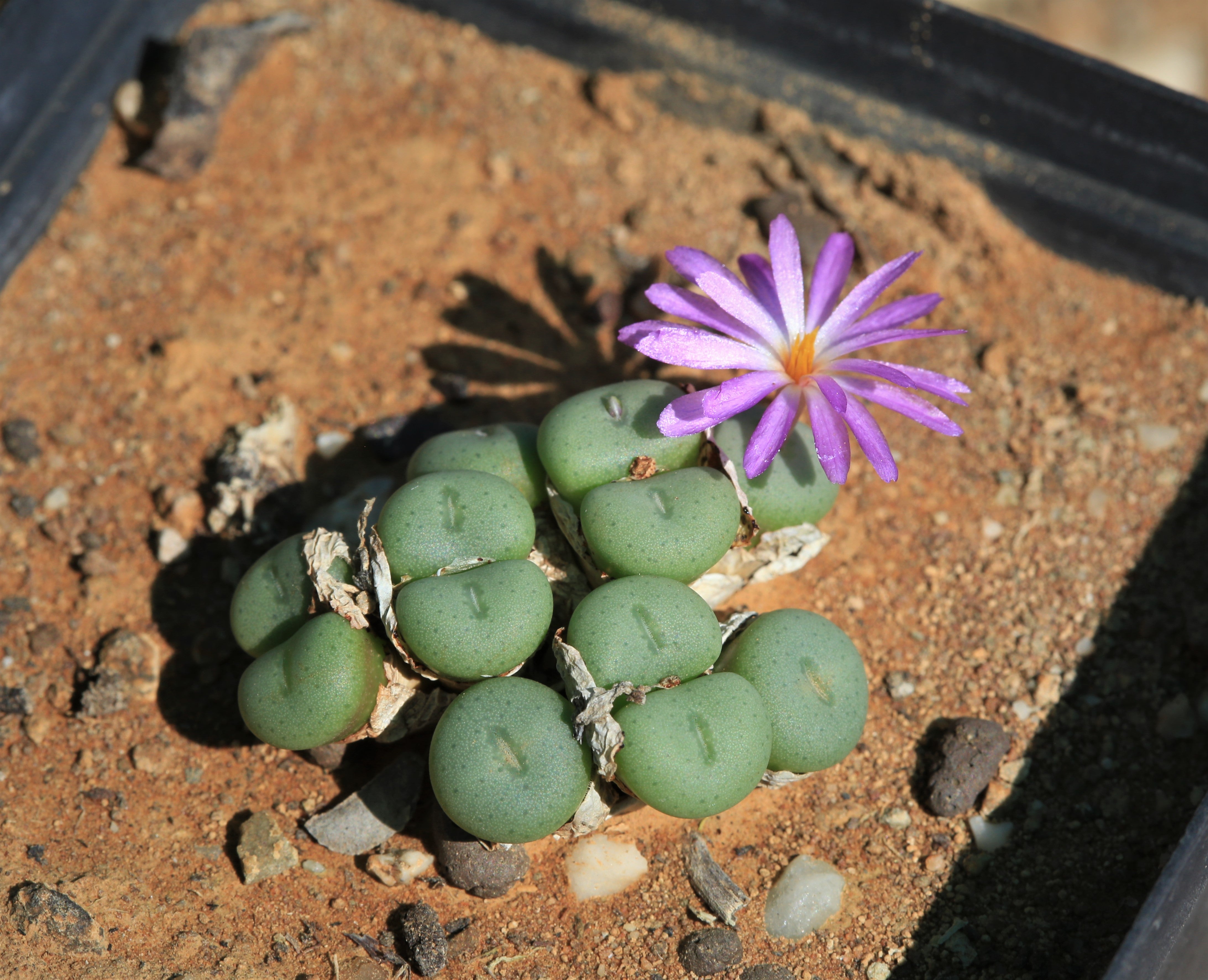 Conophytum minutum var. minutum – Aslander's Succulent Shop