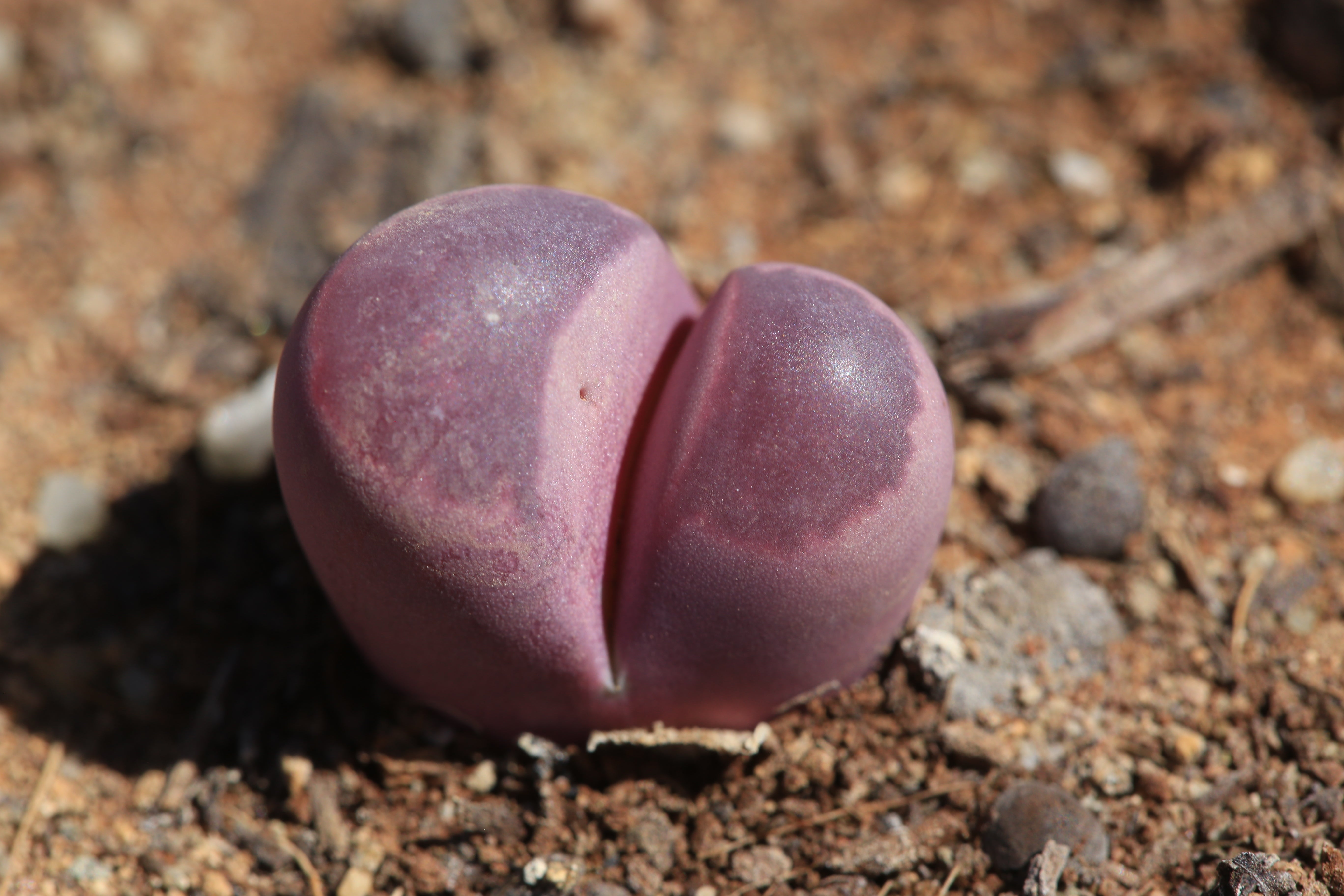 Lithops optica var. Rubra – Aslander's Succulent Shop
