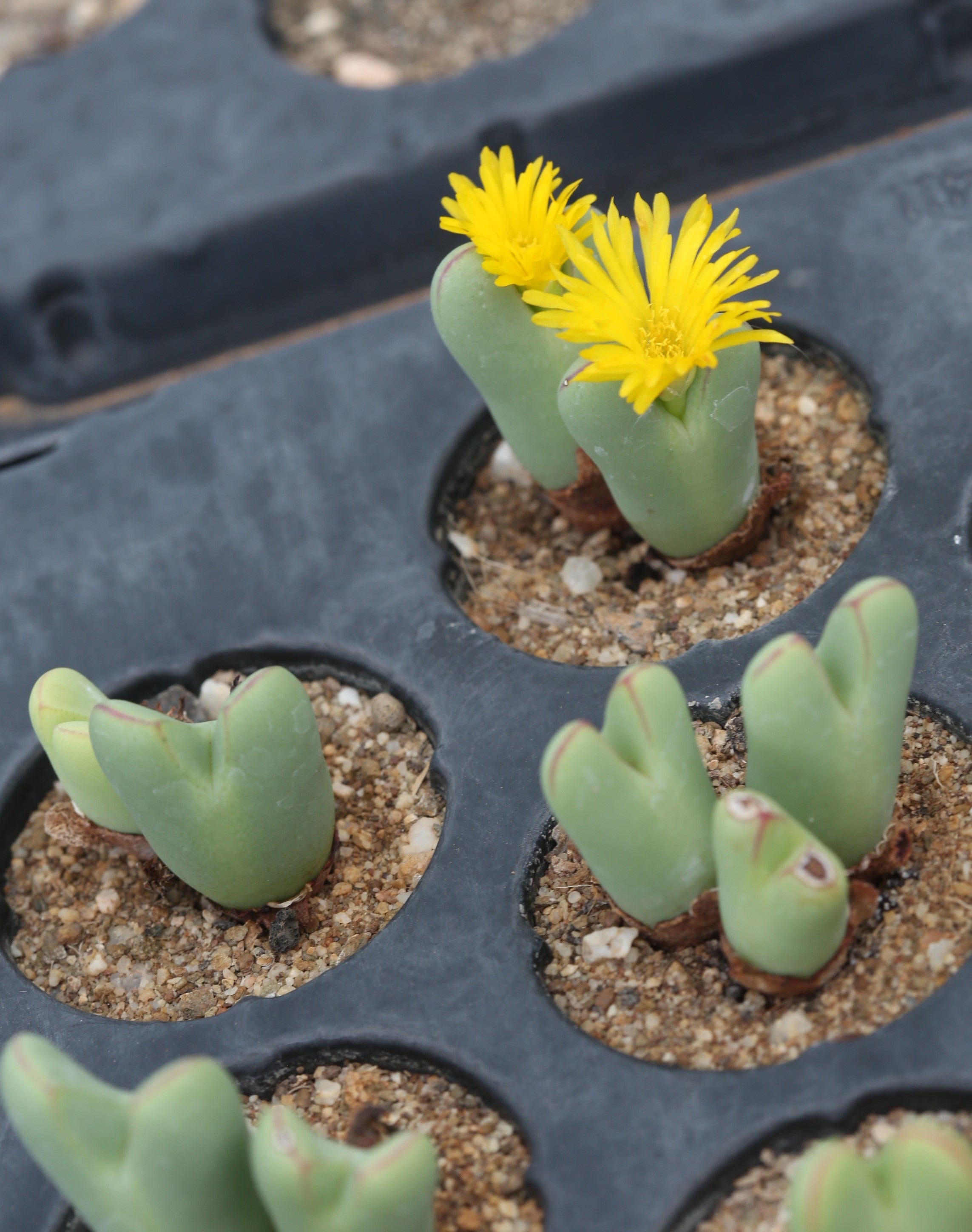 Conophytum bilobum var. bilobum – Aslander's Succulent Shop