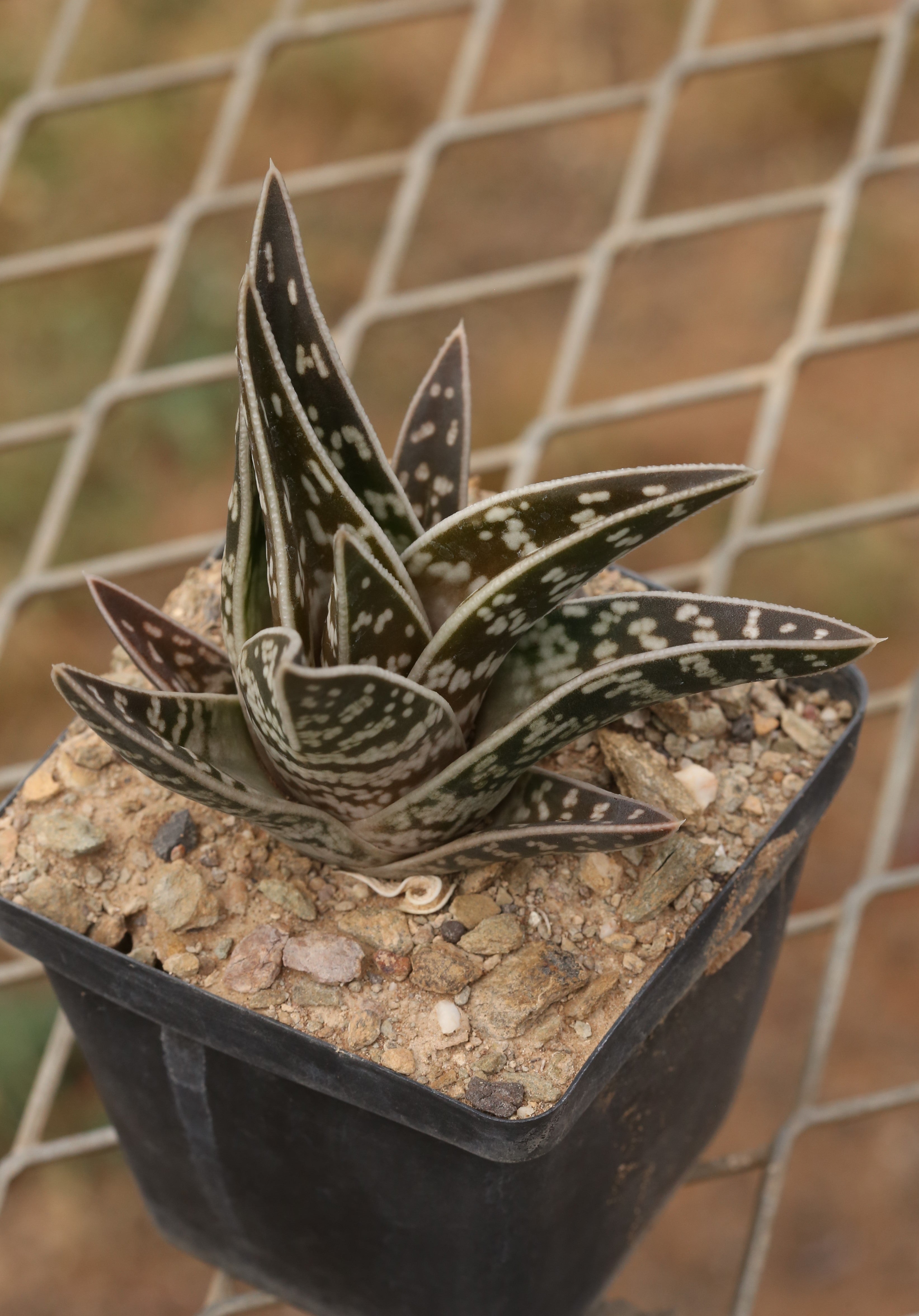 Aloe variegata – Aslander's Succulent Shop